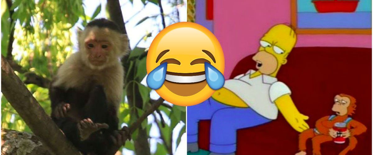 Los memes del mono que se escapó en la CDMX son lo mejor que verás hoy