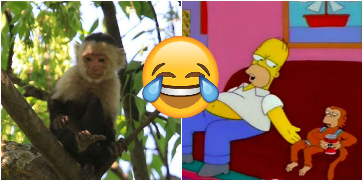 Los memes del mono que se escapó en la CDMX son lo mejor que verás hoy