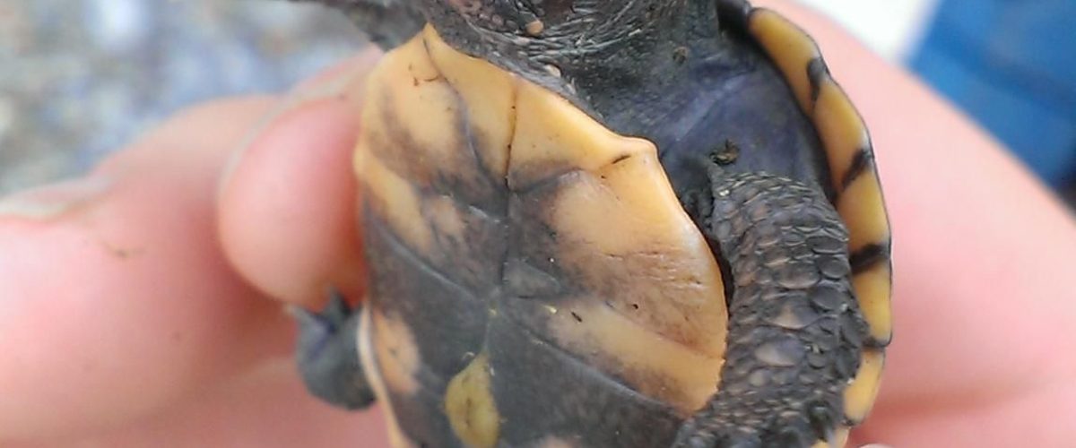 La nueva tortuga mexicana ya se encuentra en peligro de extinción
