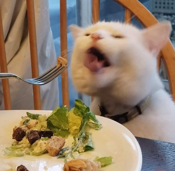 Los mejores memes del gato en la mesa y la historia que hay detrás